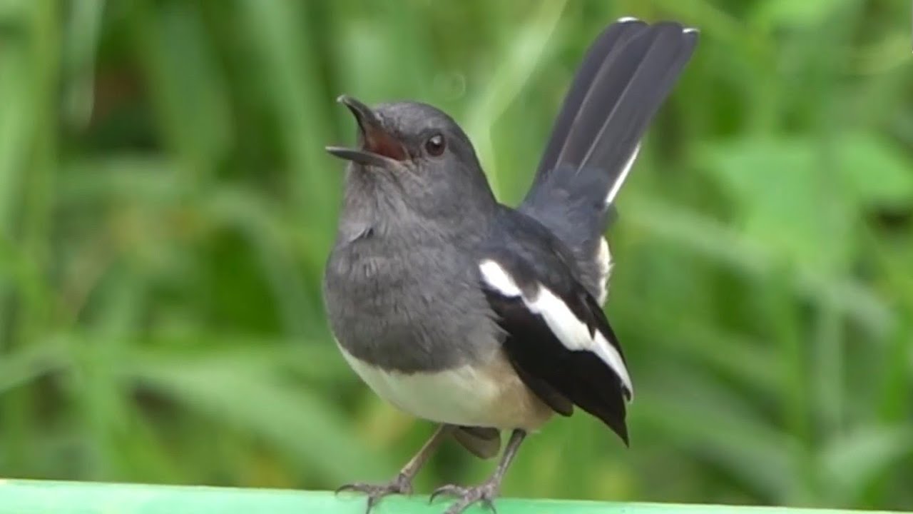 Bird Song: Female ORIENTAL MAGPIE-ROBINS' Singing compilation ...