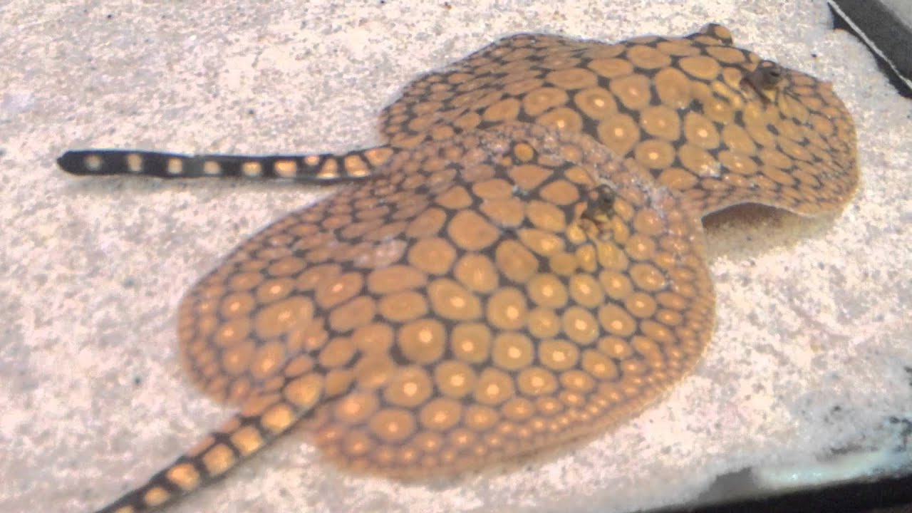 My 1st batch of P14 stingray pups! - YouTube