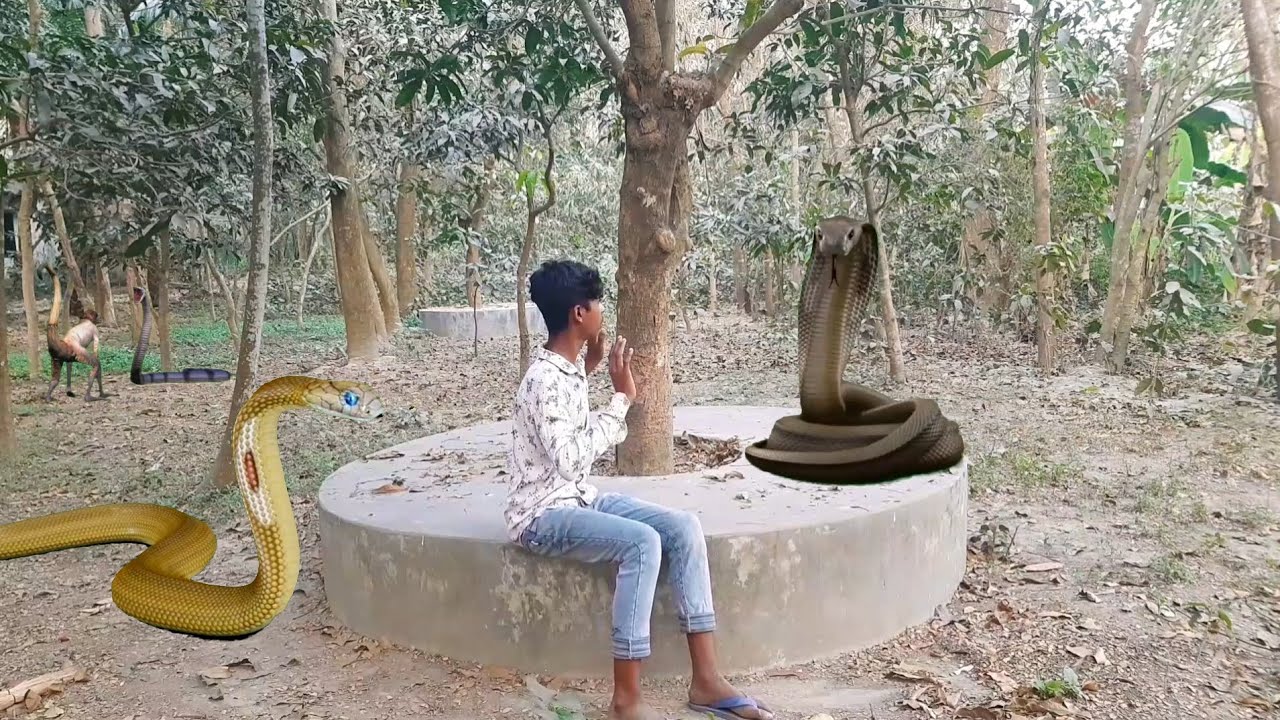 Anaconda Snake in Real Life HD Video 1 || snake video || Snake ...