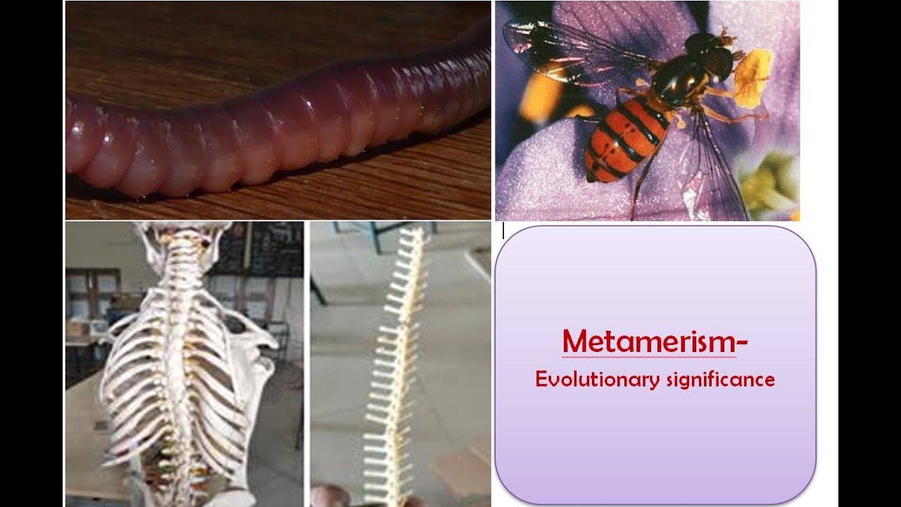 #metamerism (#metameric segmentation) in annelida & evolution of ...