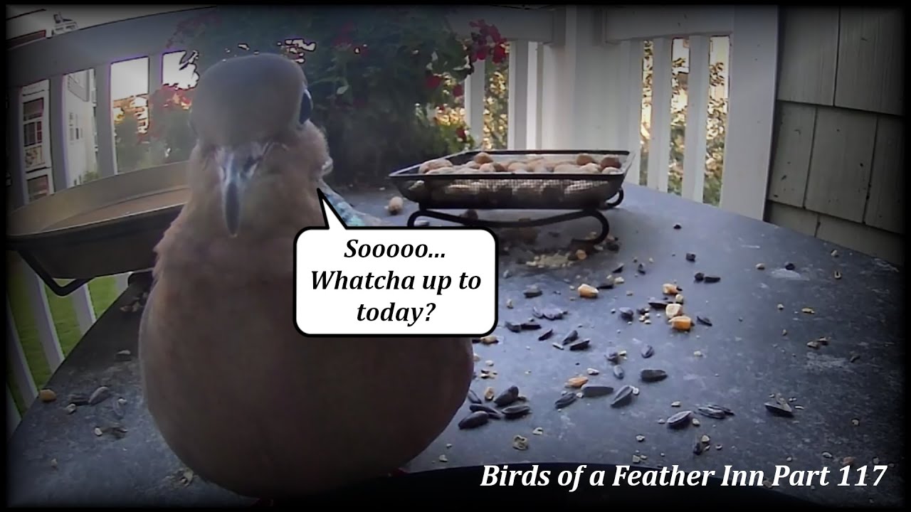 Birds Being Birds (Mourning doves are adorably derpy!) at Birds of a ...