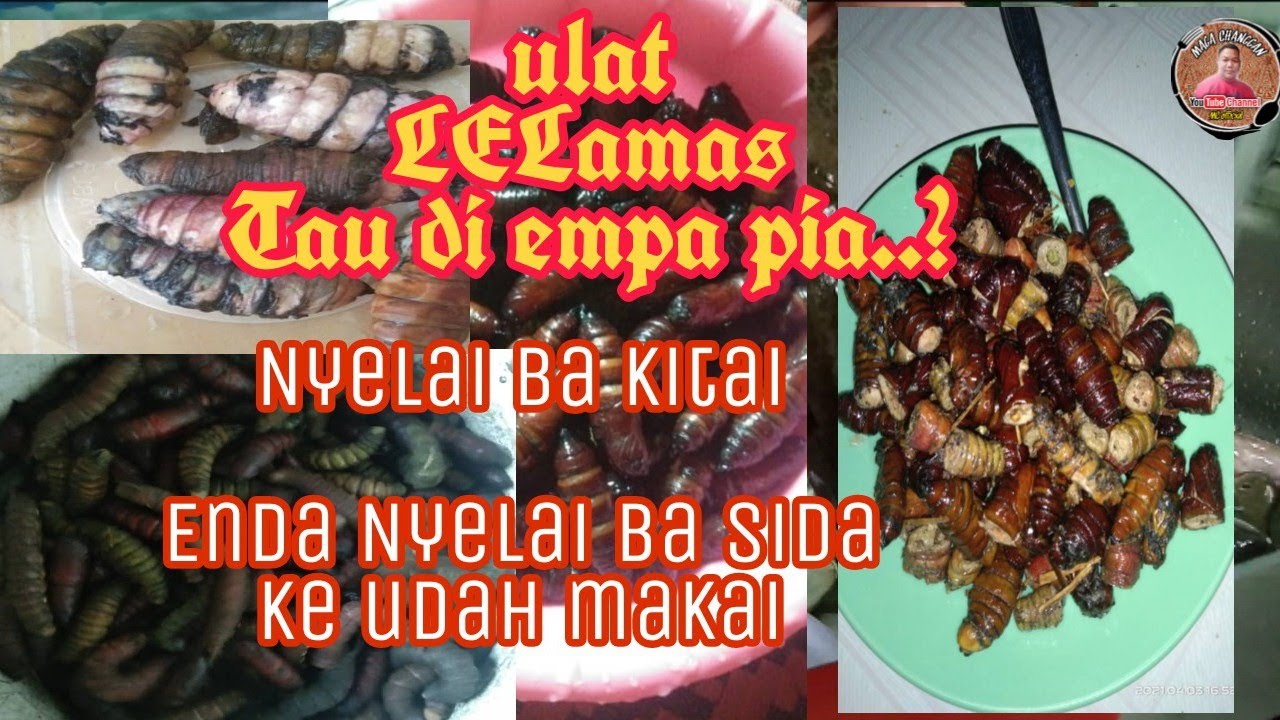 Ulat Lelamas Tau di empa ulat kayangan Lelamas Boleh di makan.? - YouTube