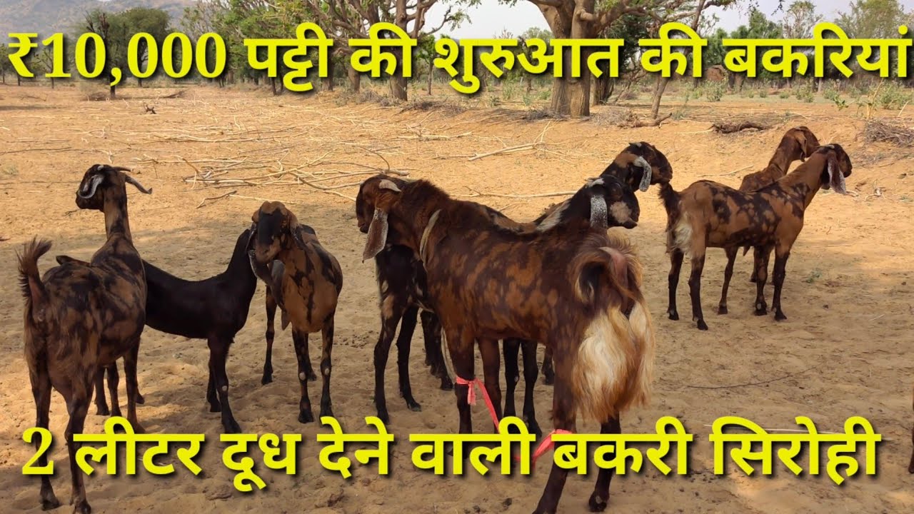 10000 पट्टी से शुरुआत ! फुल हाइट में ! सिरोही बकरीया ! Jai Mahakal Goat ...