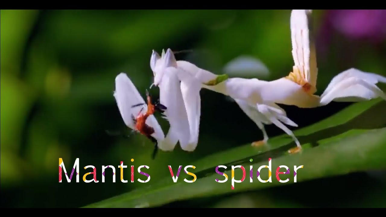 Mantis Vs Spider Vs Mantis - YouTube