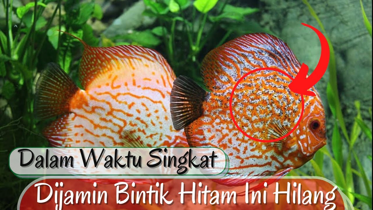 CARA MENGHILANGKAN BINTIK HITAM PADA IKAN DISCUS DENGAN CEPAT DAN MUDAH ...