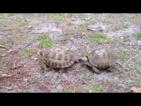 RUSSIAN tortoise breeding