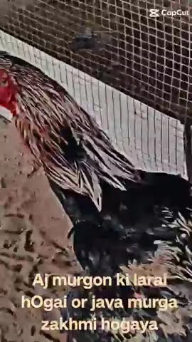 Java Murga fight#murga#youtubeshorts - YouTube