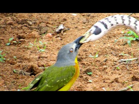 Bird vs Snake | Bird Attacking Snake - YouTube