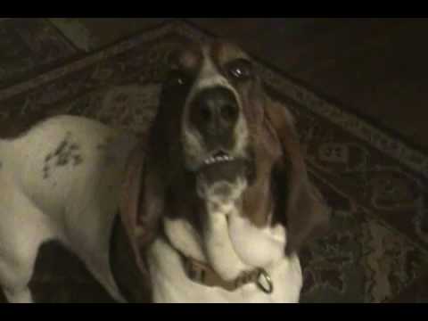 Angry bassett hound! - YouTube