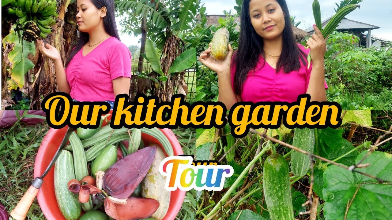 Our kitchen garden tour lll vegetables harvesting - YouTube