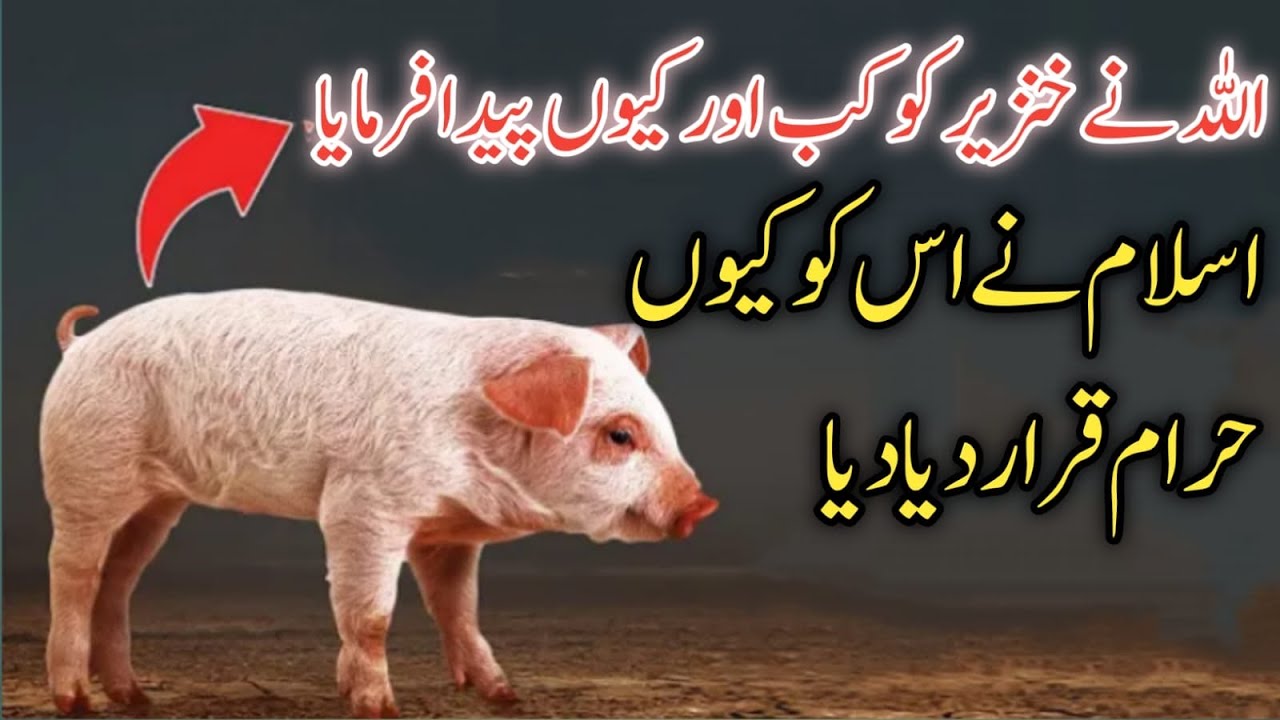 Why did Allah create pigs?|| अल्लाह ने सूअर क्यों पैदा किए?|| خنزیرکی ...