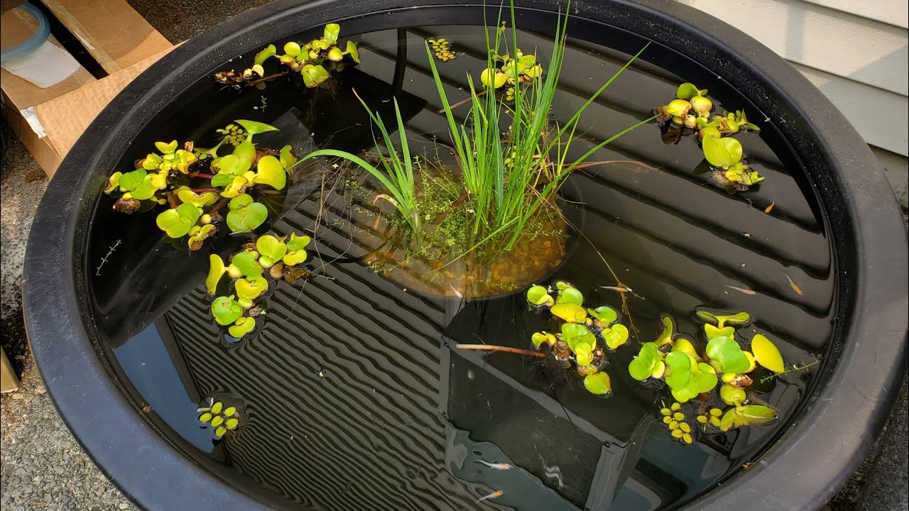 My DIY Japanese Rice Fish Pond - YouTube