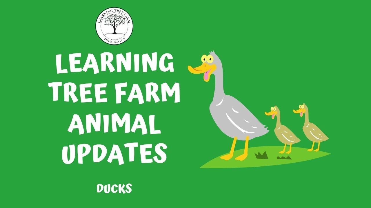Meet The Learning Tree Farm Ducks | Learning Tree Farm Animal Updates ...