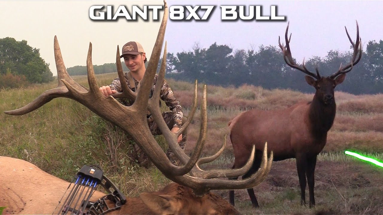 GIANT 349" HERD BULL | Archery Elk in ALBERTA - YouTube