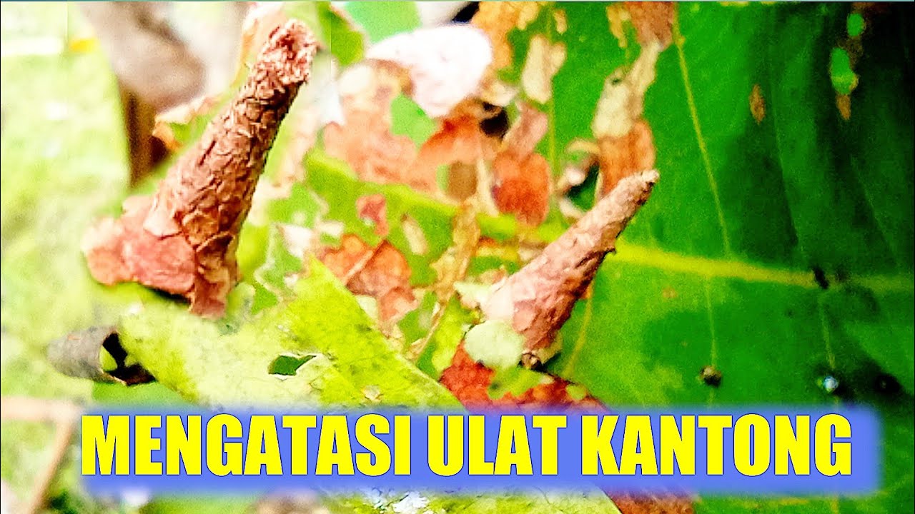 Cara mengatasi ulat kantong pada jambu air - YouTube