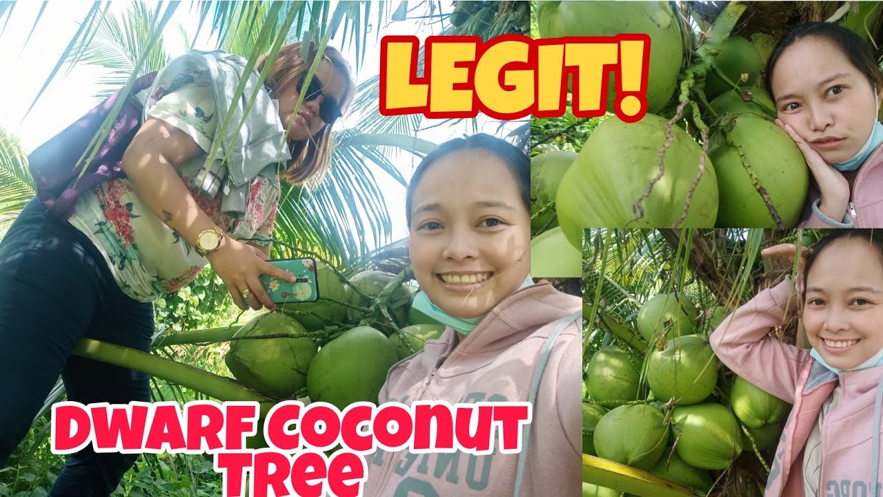 Amazing Dwarf Coconut Tree || Super Yummy Fresh Buko - YouTube