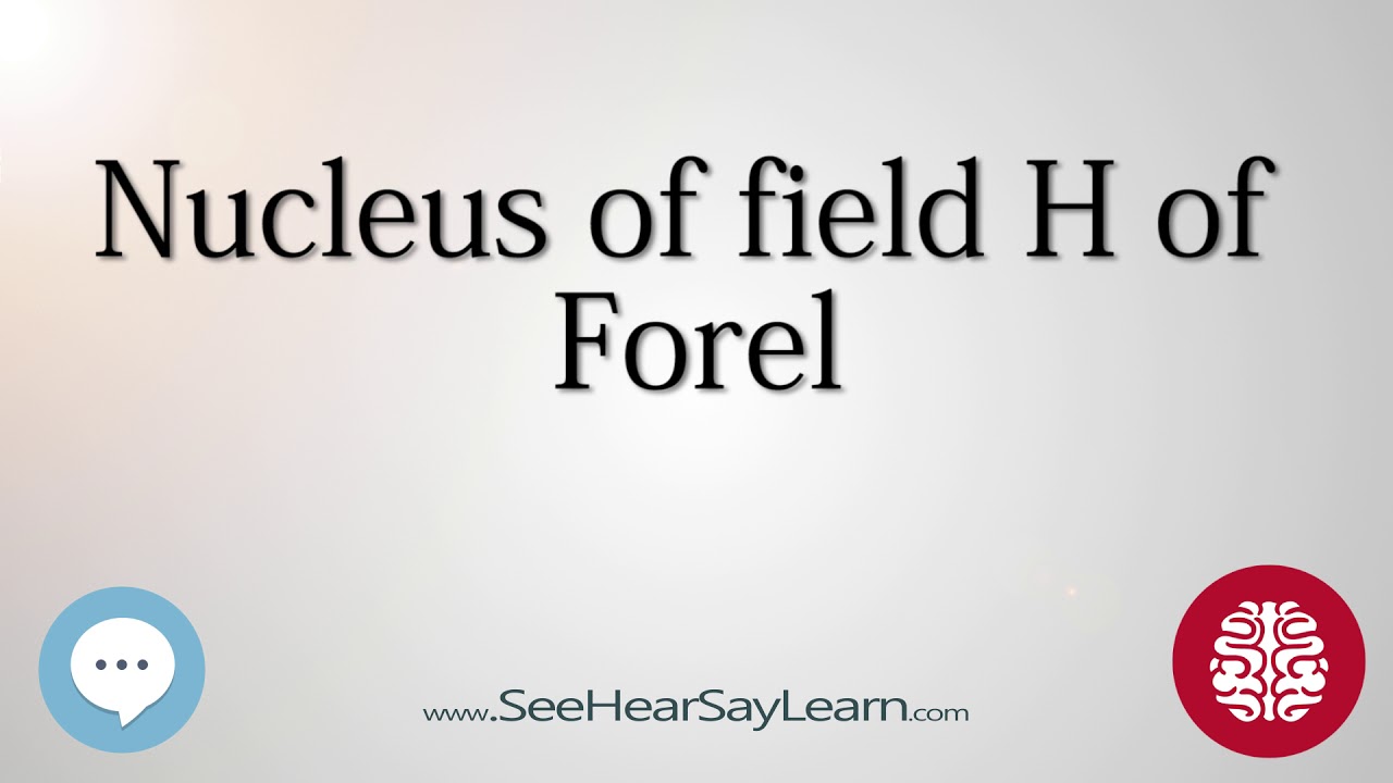 Nucleus of field H of Forel Anatomy of the Brain SeeHearSayLearn 🔊 ...