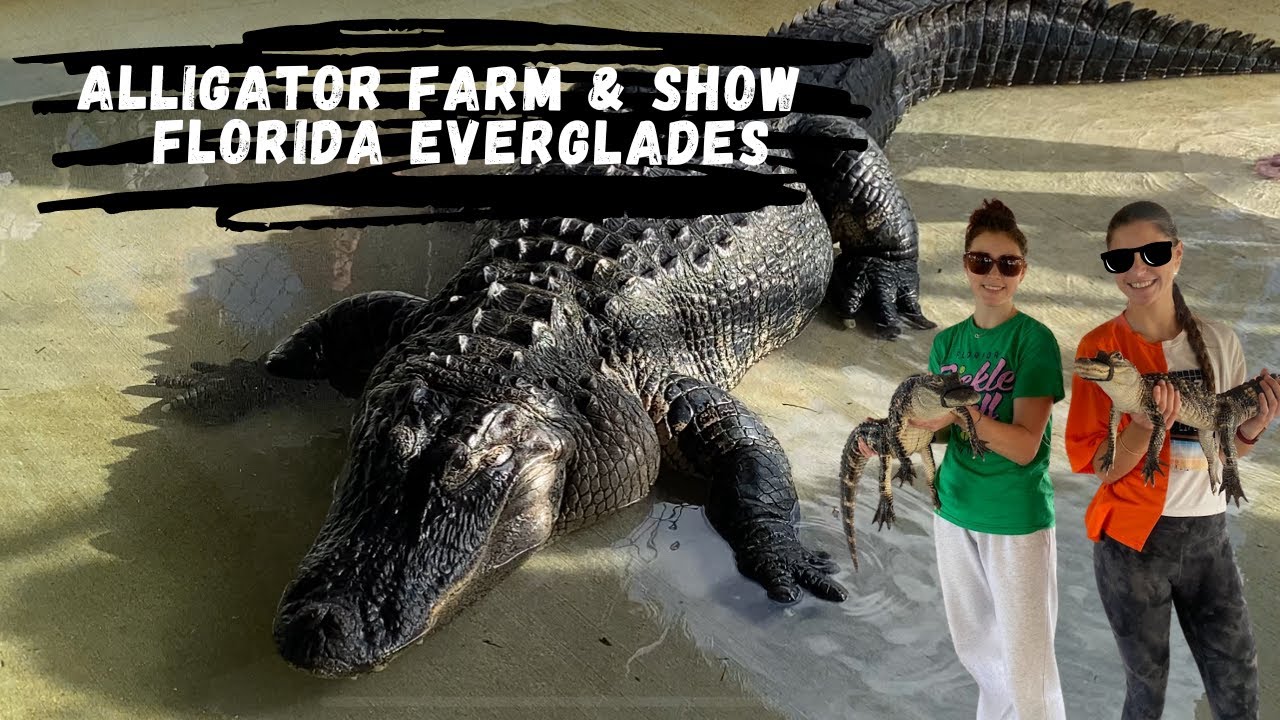 FLORIDA EVERGLADES Alligator Show and Farm | Alligator Farm in Florida ...