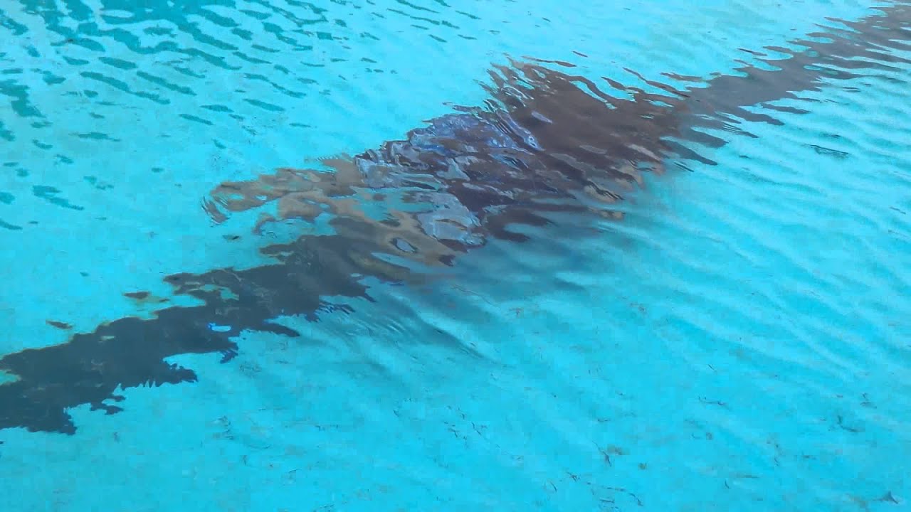 50m underwater swimming failed at 40m - YouTube