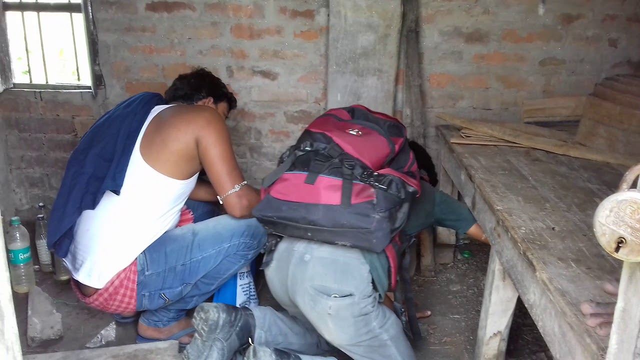 BANDED KRAIT(Bungarus fasciatus),in bengali called SAKHAMUTI SAP,rescue ...