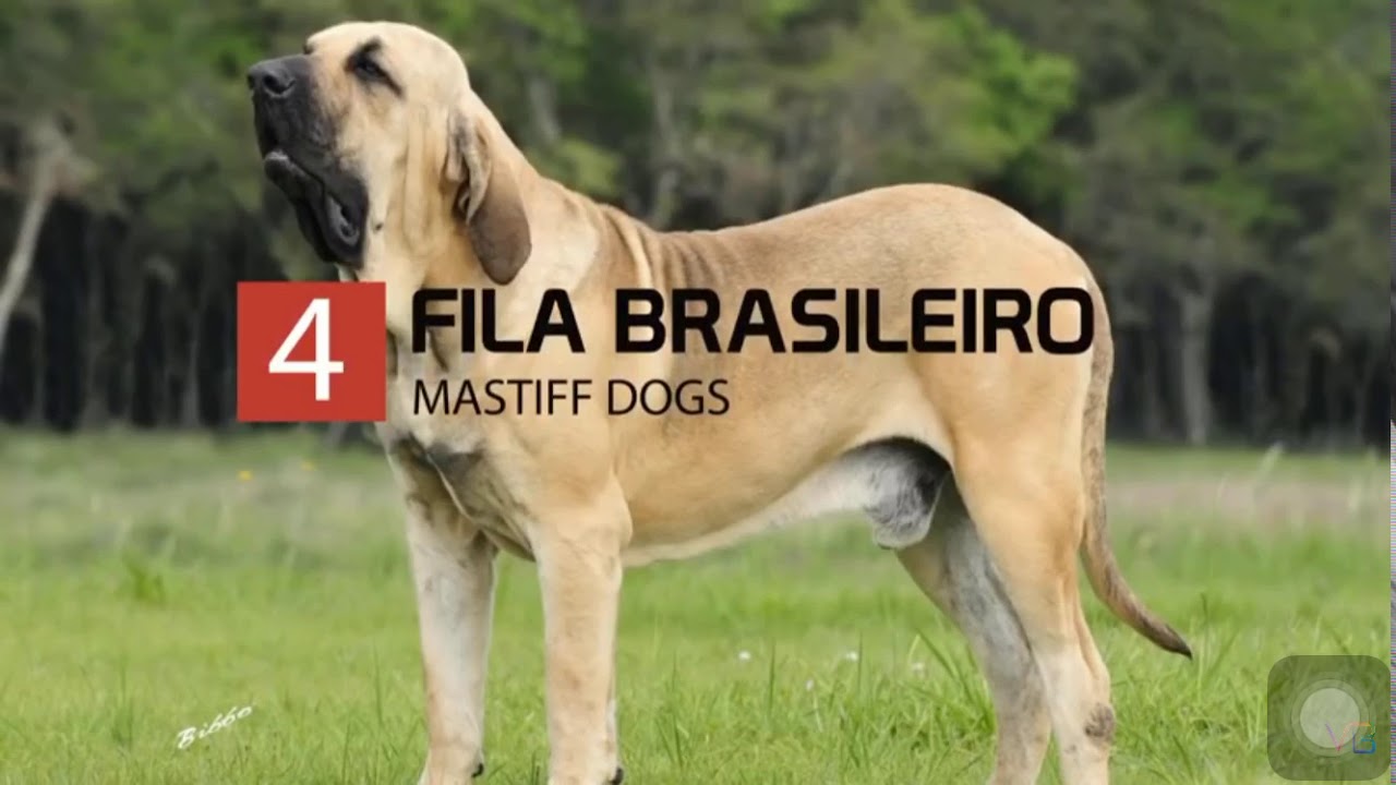 Top 10 sterkste honden rassen - YouTube