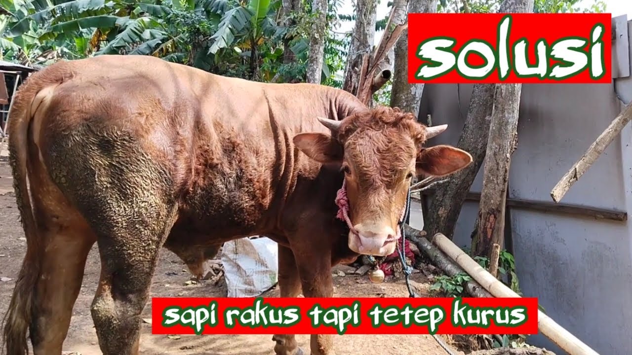 cara mengetahui dan solusi mengatasi sapi rakus makan kondisi tetap ...