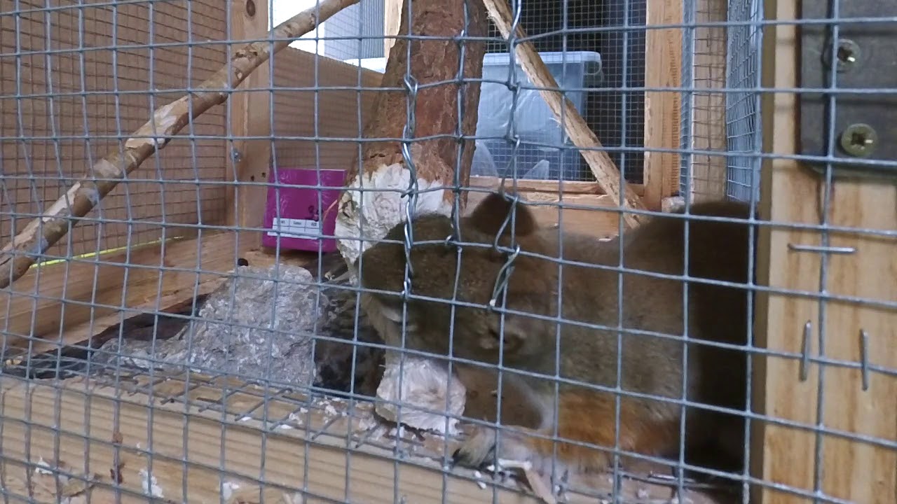 Squirrel beaver - YouTube