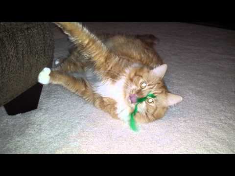 Cat eating bird?