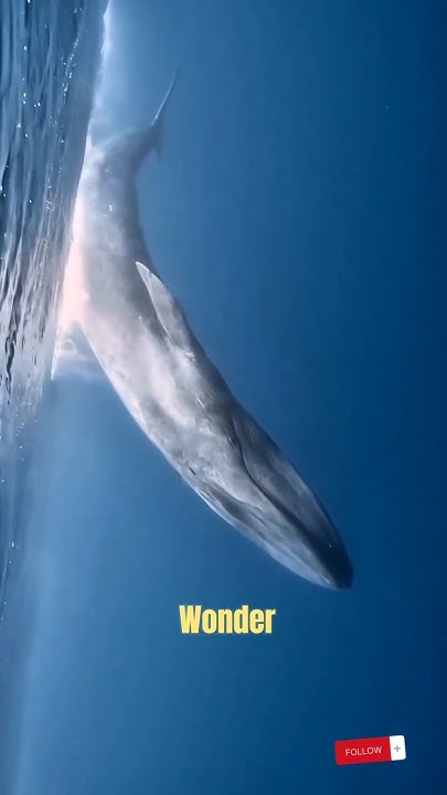 The Majestic Blue Whale: Nature's Largest Creation - YouTube