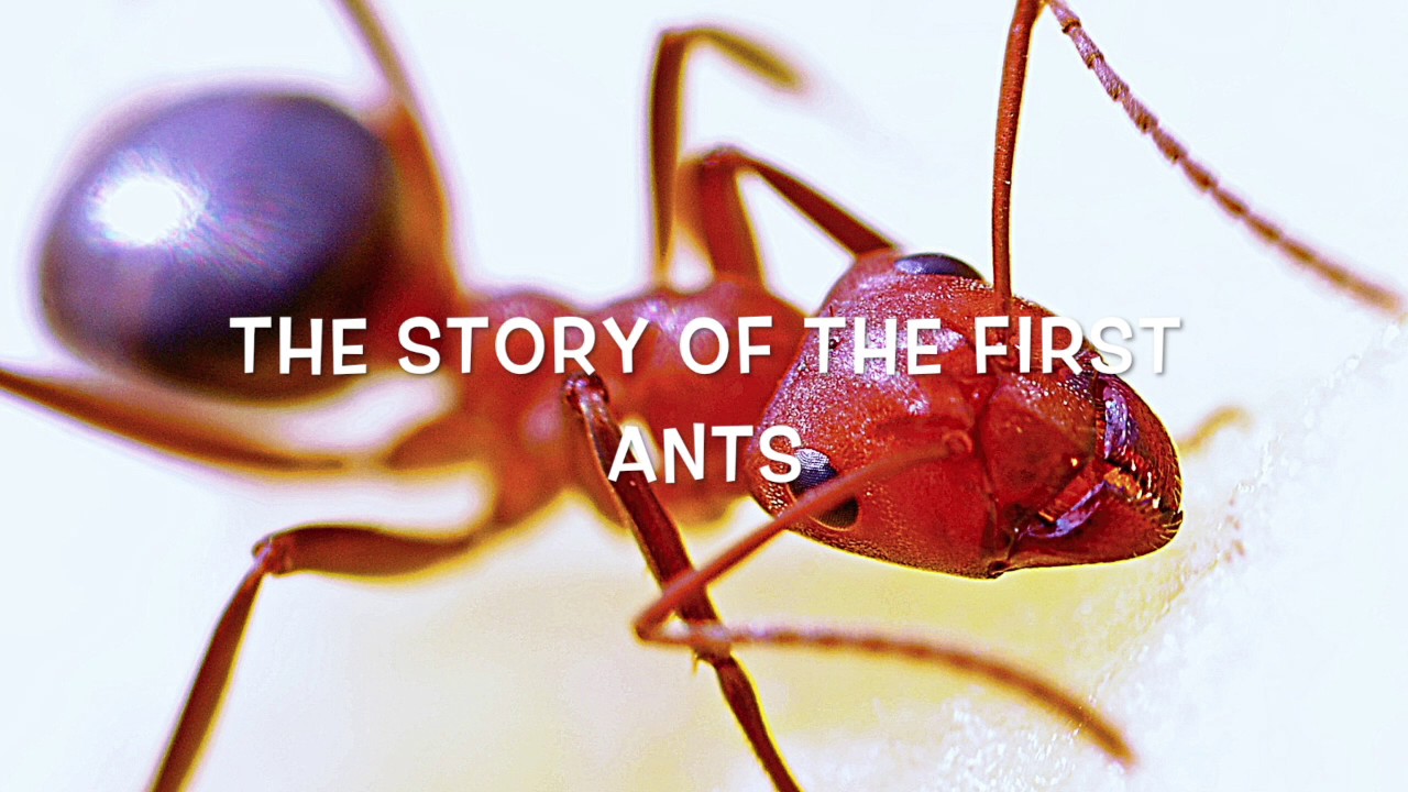 The Story of the First Ants (audiobook) - YouTube