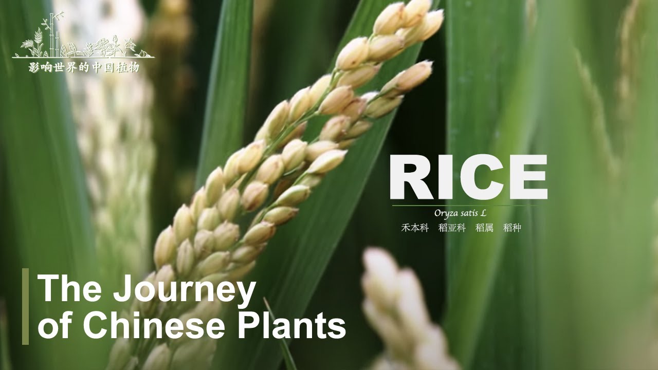 【ENG SUB】The Journey of Chinese Plants RICE | 1080P | 影响世界的中国植物 水稻 ...