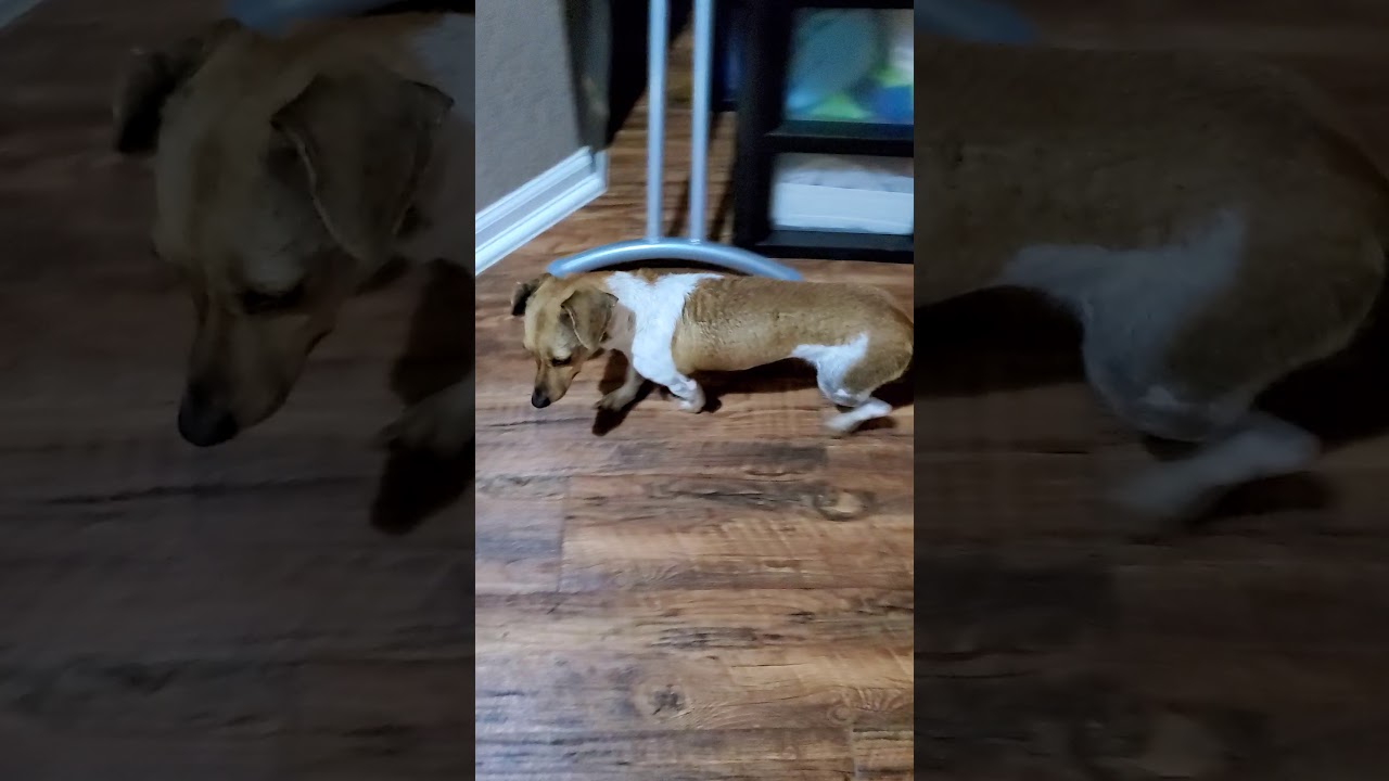 Video of adoptable pet named Puddy - YouTube