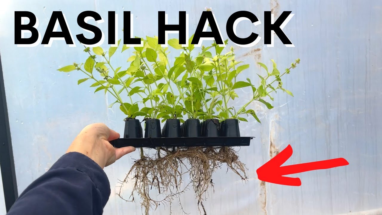 Basil Propagating Hack - YouTube