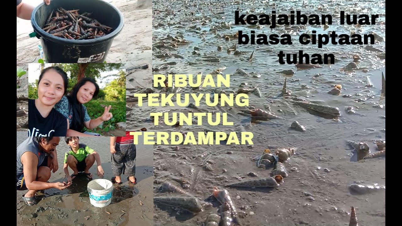 Mencari ribuan tekuyung tuntul terdampar dipantai - YouTube