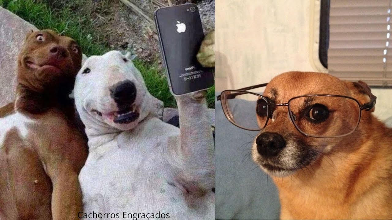 CACHORROS ENGRAÇADOS #1 - Tente Não Rir e Não se Divertir 🐶🤣 FUNNY DOGS ...