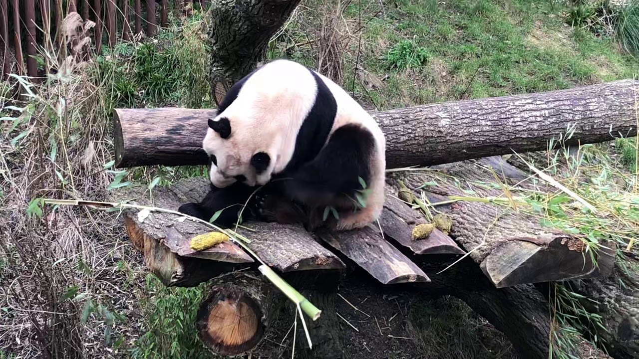 Scratching Panda - YouTube