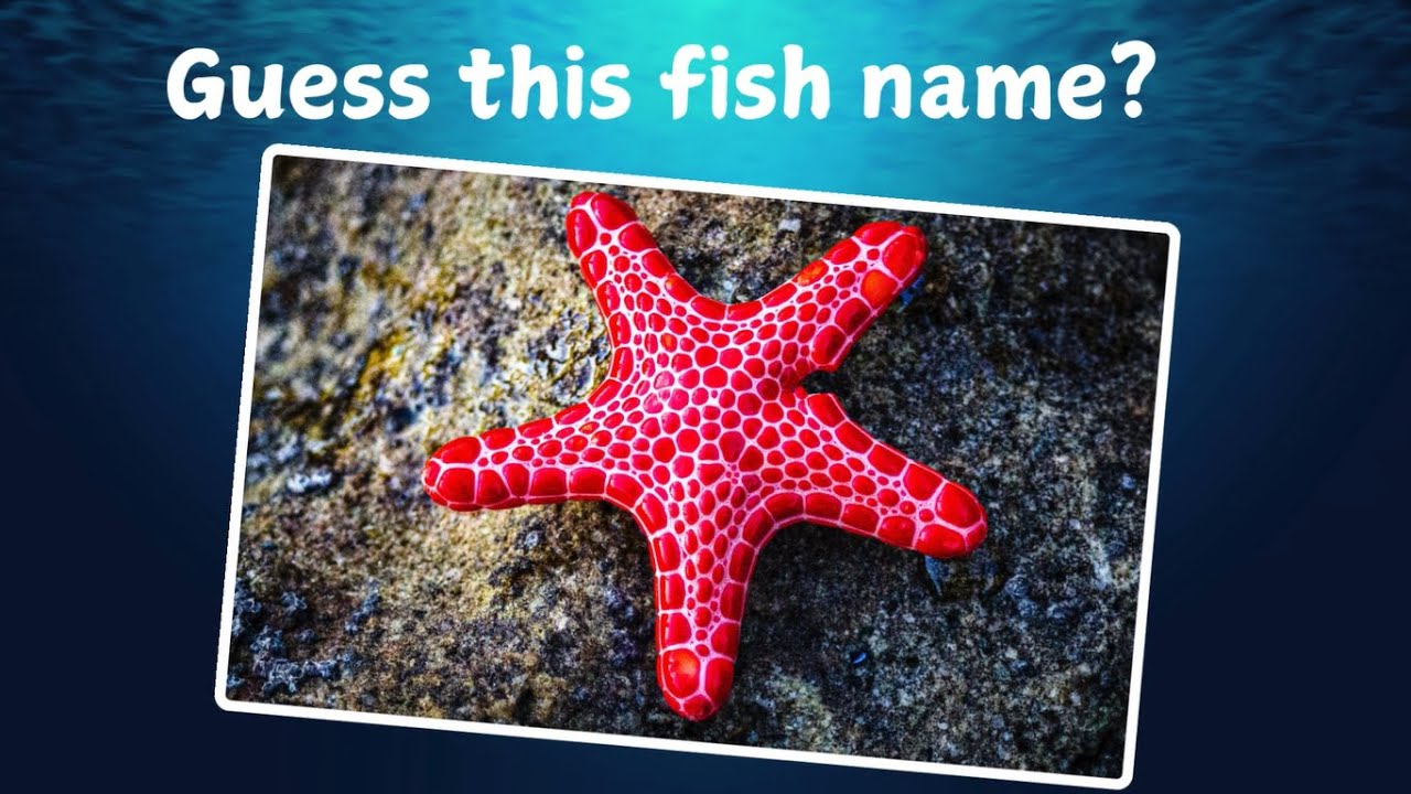 Fish Vocabulary ll 20 Fish Name In English With Pictures ll Sea Fishes ...