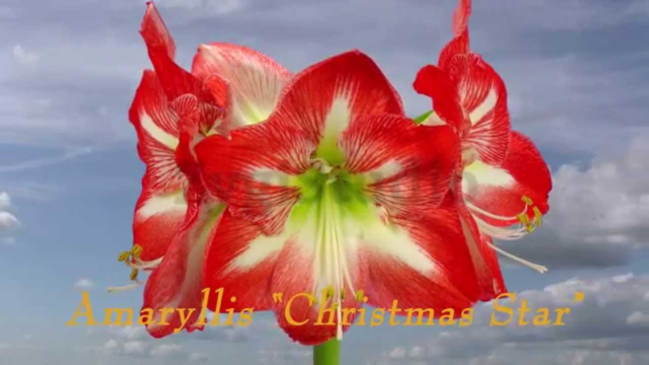 Time-lapse of opening Amaryllis "Christmas Star". - YouTube