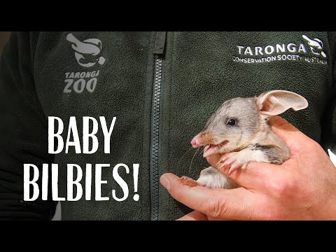 Baby Bilby Boom at Taronga Zoo Sydney! - YouTube