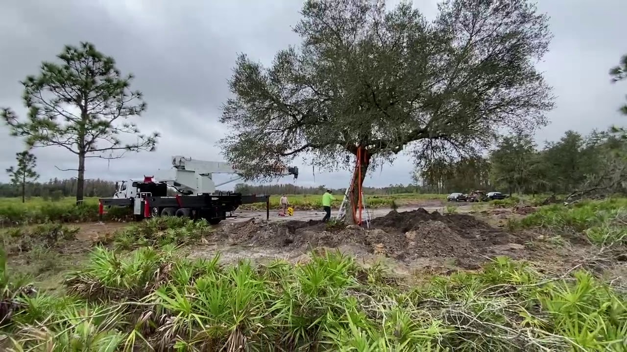 Transplanting Huge Live Oak Tree /The Tree Planters Serving Central ...
