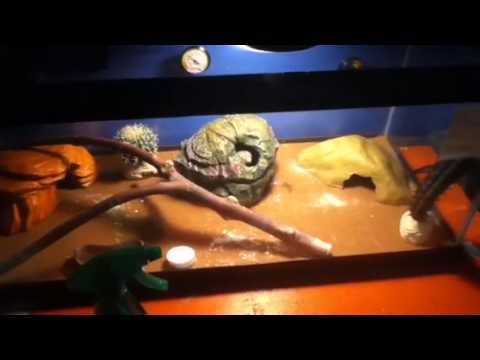 How to Make The Best Humid Hide For Reptiles - YouTube