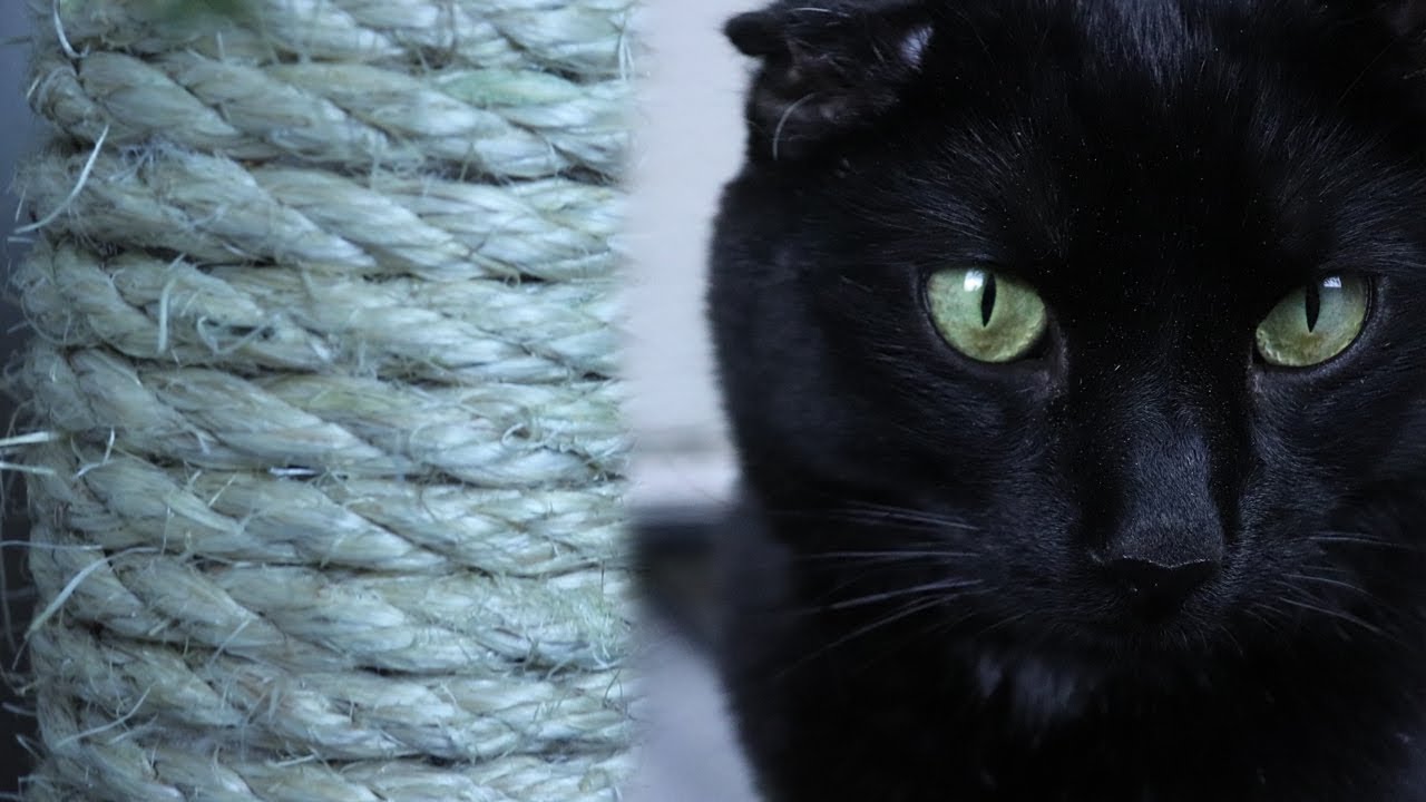 Kitten Tree VS Cat Tree??? EASY, QUICK FIX!!! - YouTube