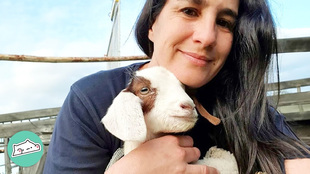 Woman Saves A Baby Goat. Now She Can't Handle Her Sass | Cuddle Buddies ...