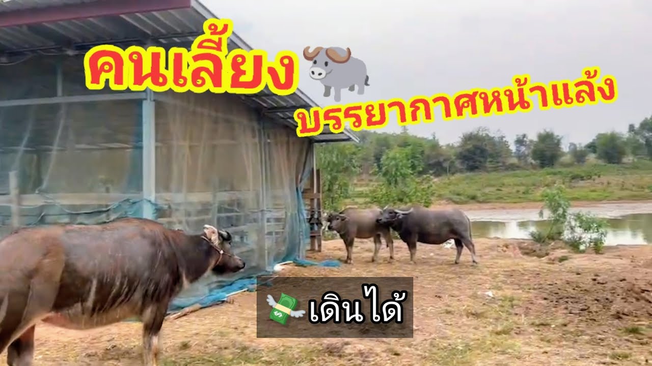 บรรยากาศยามเย็น เลี้ยงควาย วนไปครับ #Kewalin farm - YouTube