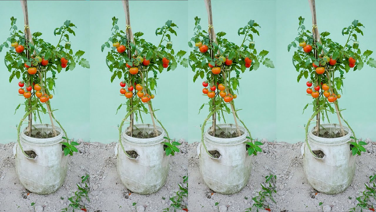 Creativity plastic container for growing many tomato plants and getting ...