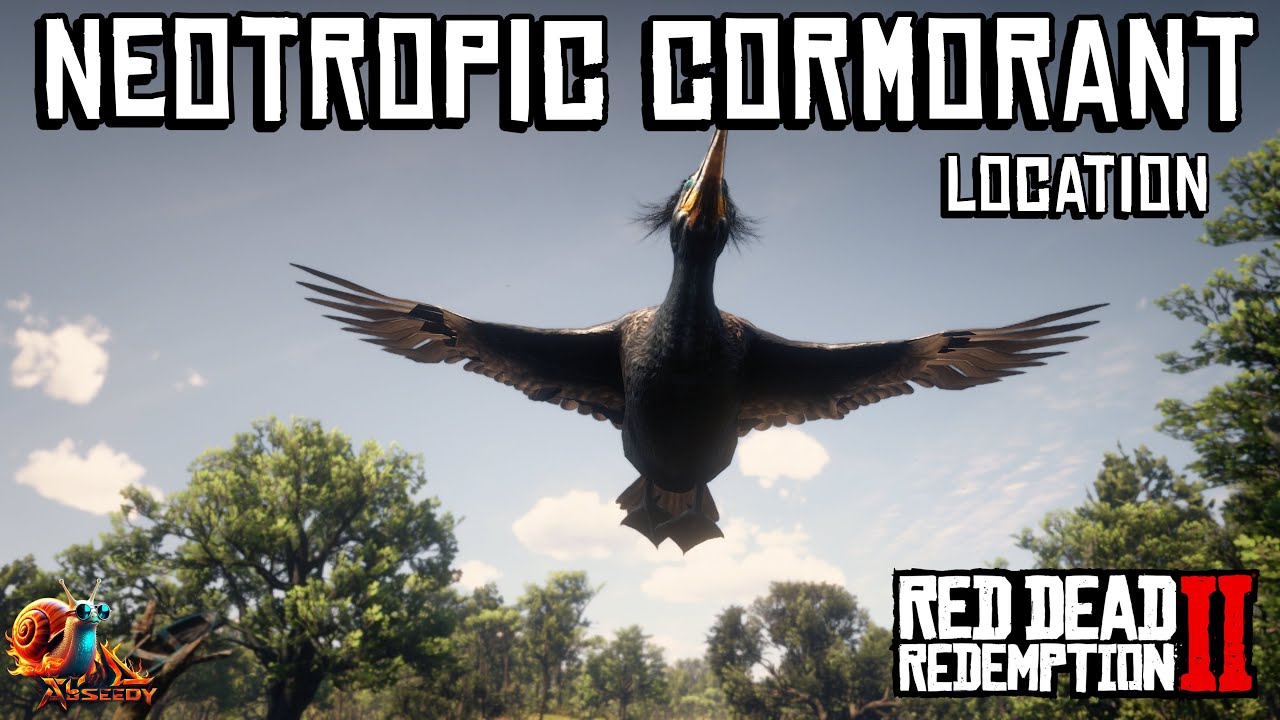 Neotropic Cormorant Location - Red Dead Redemption 2 - YouTube