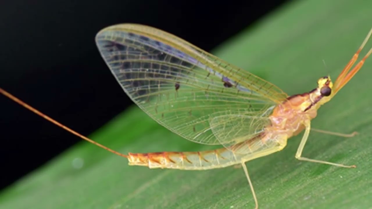 [Mayfly Insects] Are Mayflies Dangerous? What are mayflies good for ...