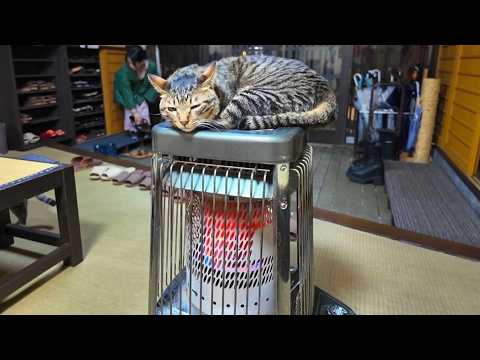 Japonya'da Bir Kedi Cenneti! 🐱♨️ 9 Kurtarılmış Kediyle Geleneksel Ryokan Keyfi | Kusatsu Onsen