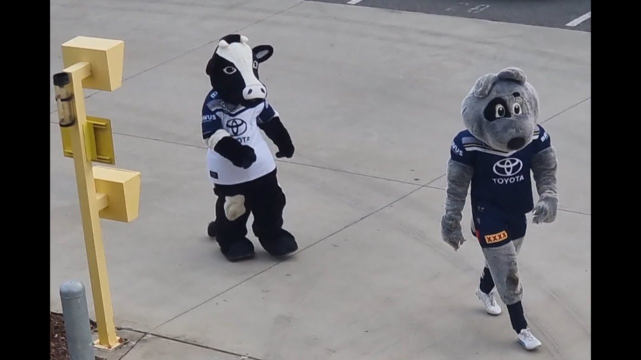 NRL Nth QLD Cowboys Mascots Bluey and Miss Moo Townsville May 24 2024 ...