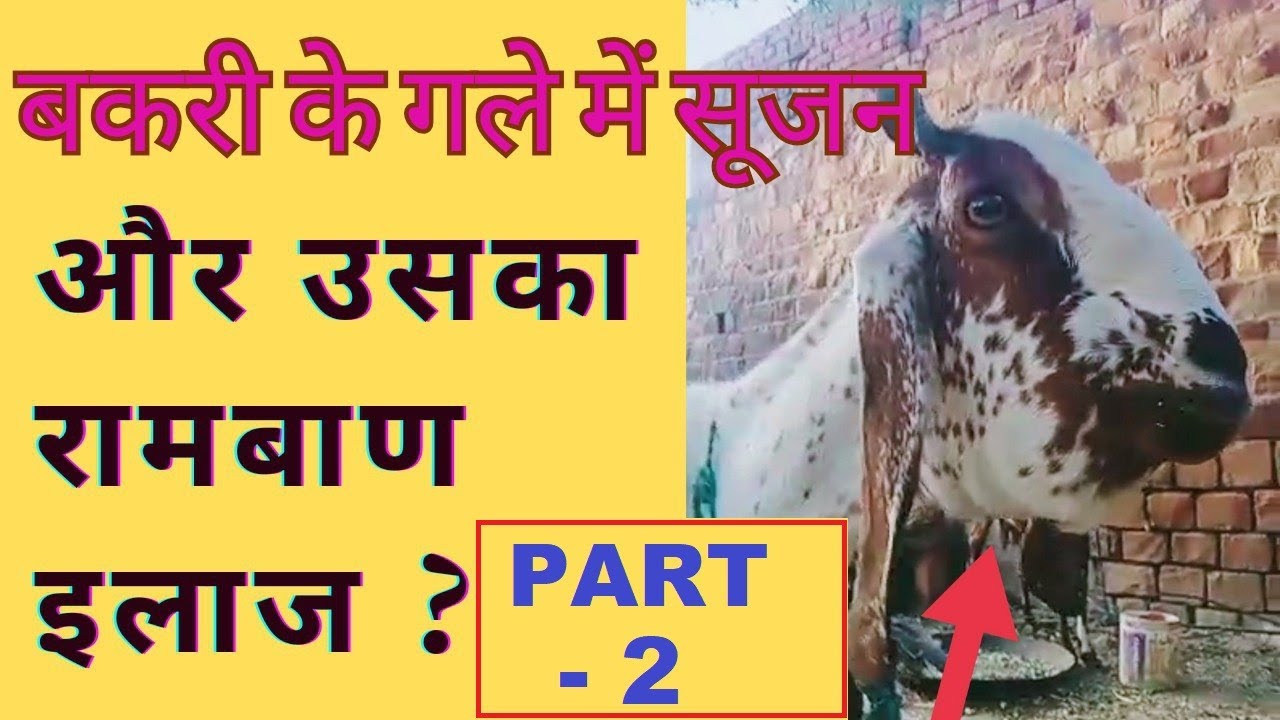 बकरी के गले में सूजन का रामबाण इलाज II Liver Fluke Bottle Jaw in Goats ...